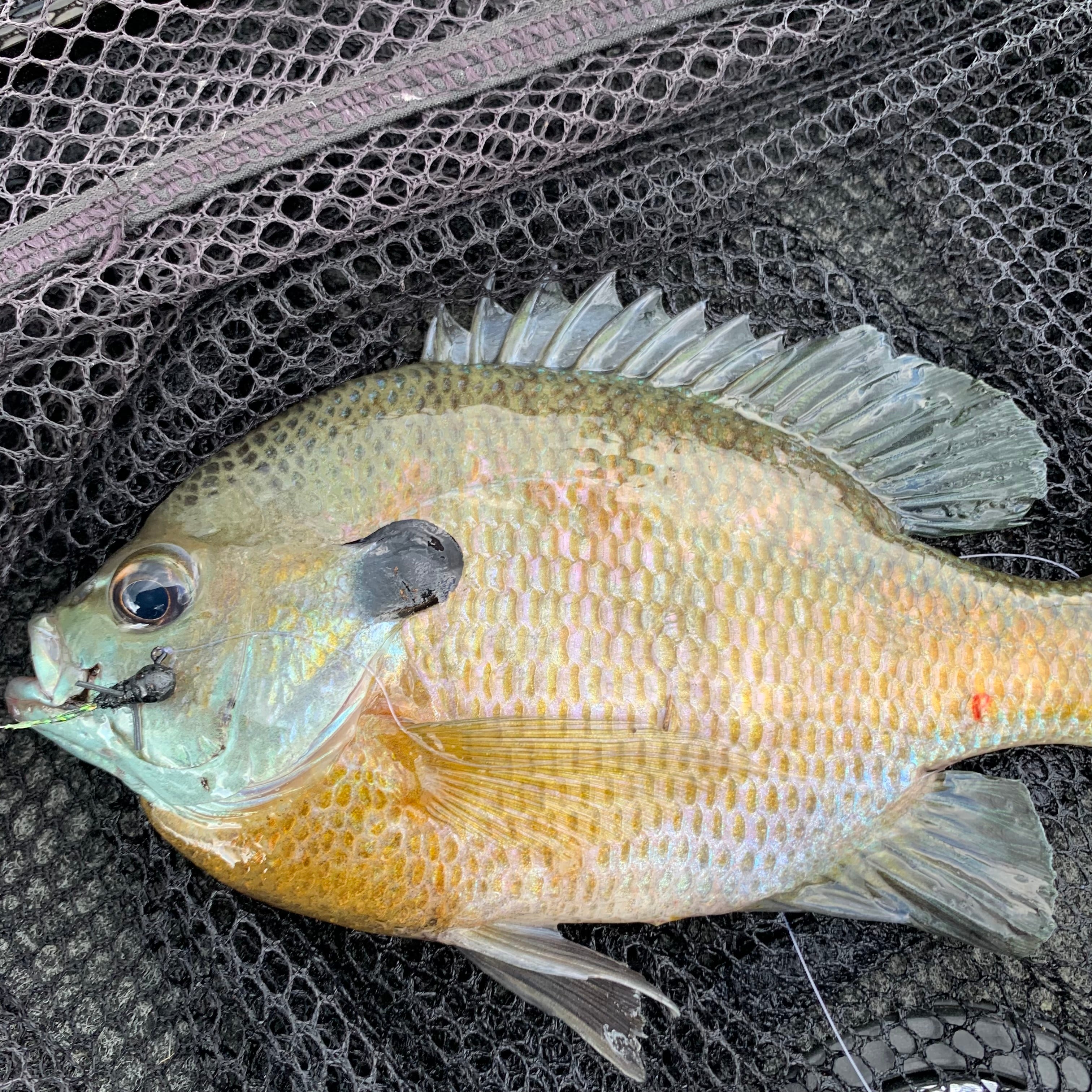 How I Fish The Hairy Cricket Jig For Big Redear and Bluegills ...