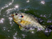 Hairy Cricket Jig A jig to catch bluegills, shellcrackers and crappie ...